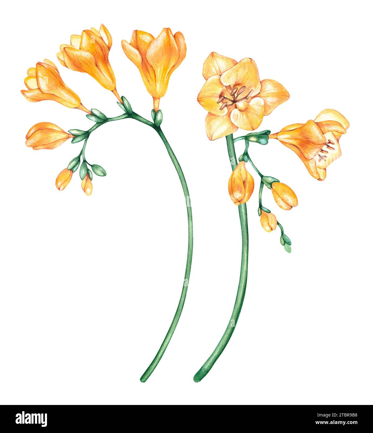 Watercolor set of freesia flowers.Freesia flowers isolated on white ...