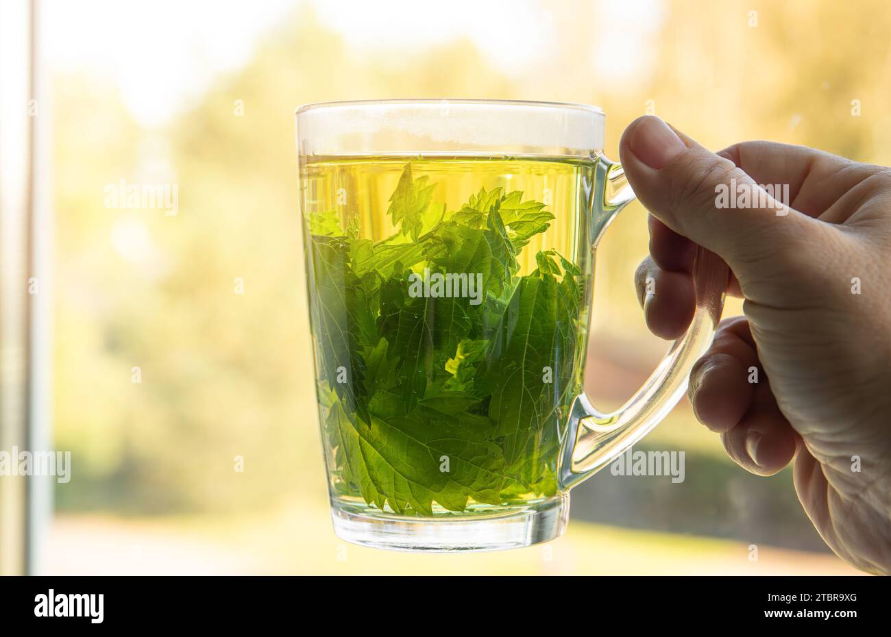 Person hand holding herbal tea made of dry Urtica dioica, known as ...