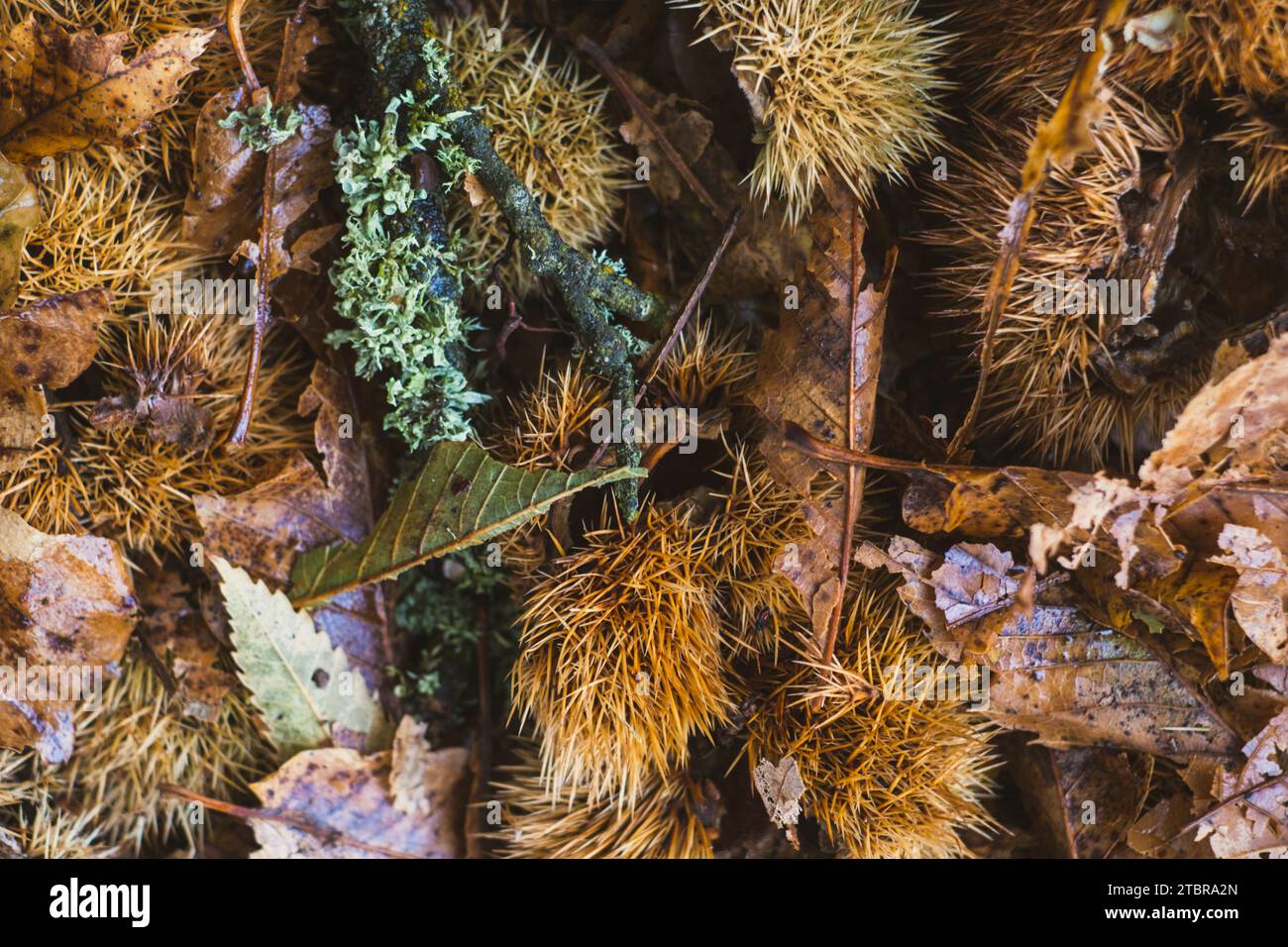 Above background view of autumn leaves and chestnuts. Natural food ...