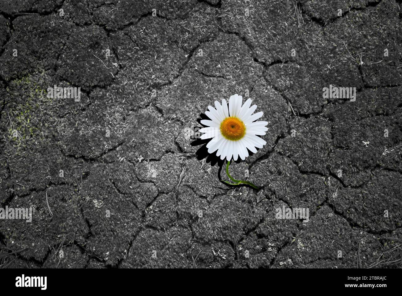 A daisy grows in a parched earth soil Stock Photo - Alamy