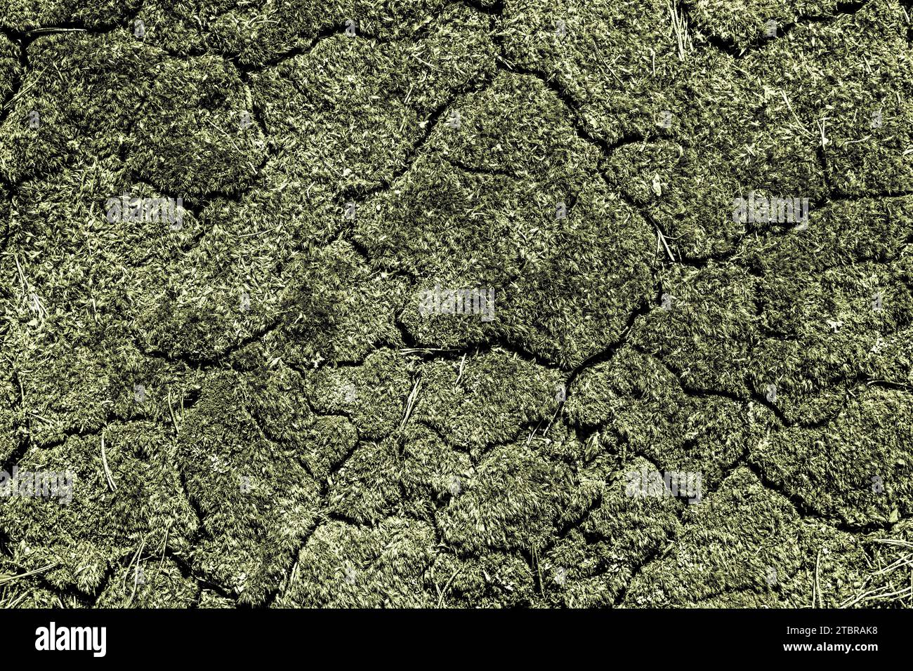 Dried moss at the bottom of the earth hi-res stock photography and ...