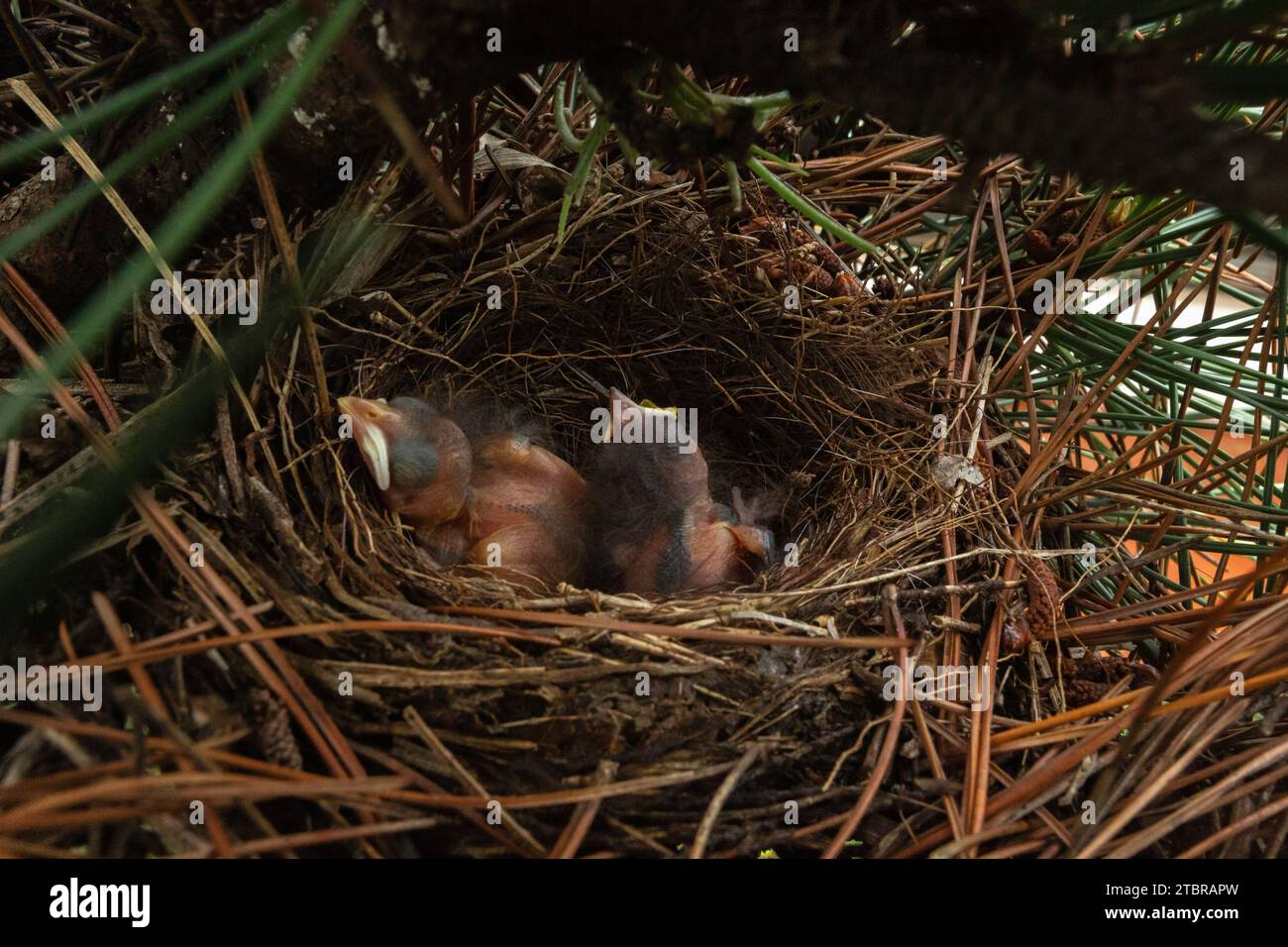 Asuncion, Paraguay. 28 November, 2023. Two newly hatched rufous ...