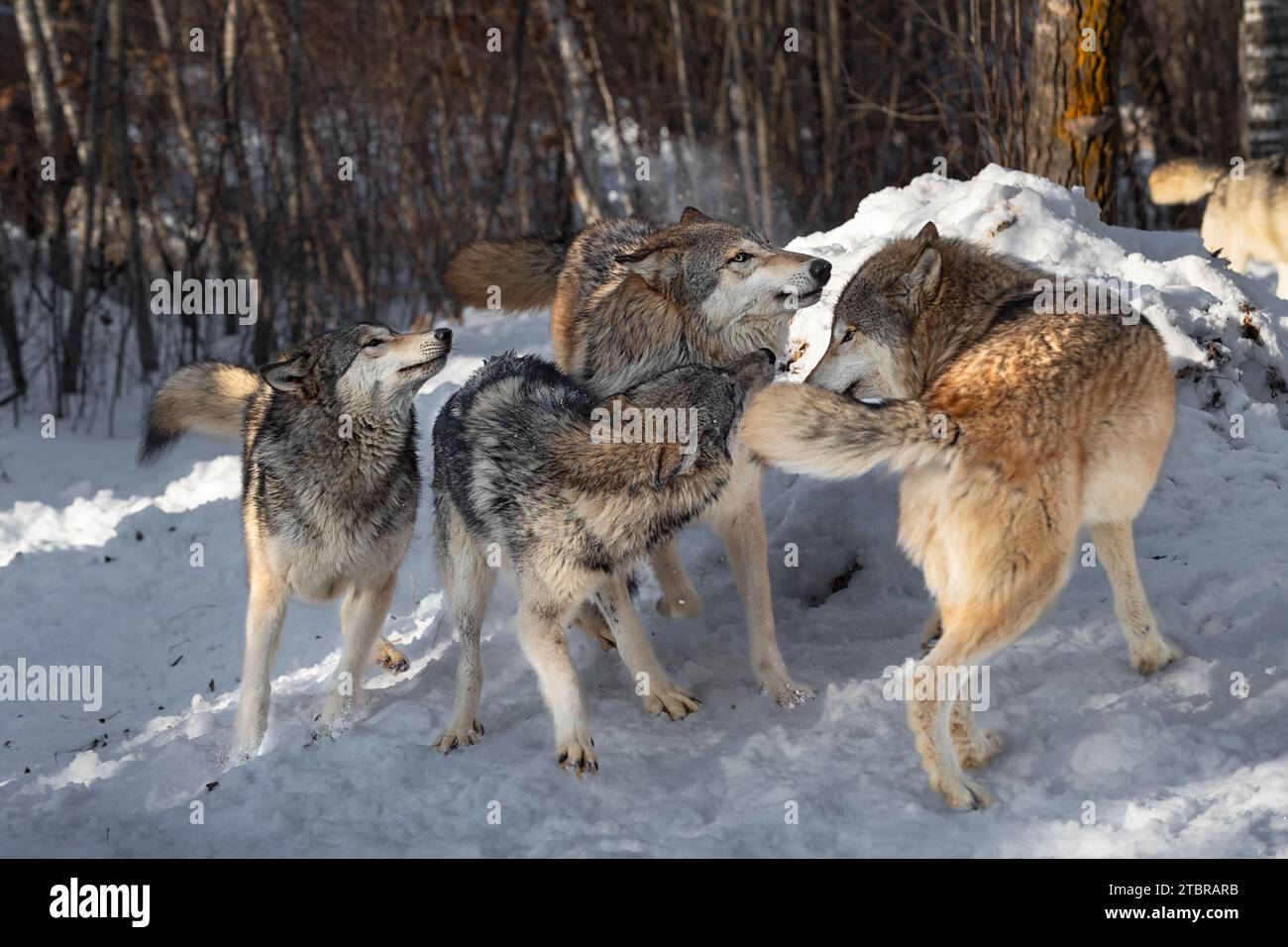 Grey Wolf Pack (Canis lupus) Mills Sniffing in Greeting Winter ...