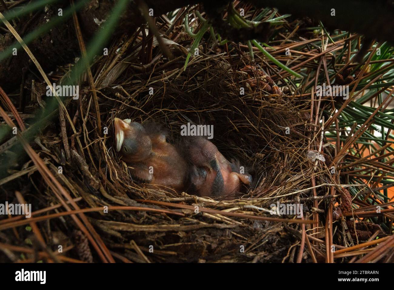 Asuncion, Paraguay. 28 November, 2023. Two newly hatched rufous ...