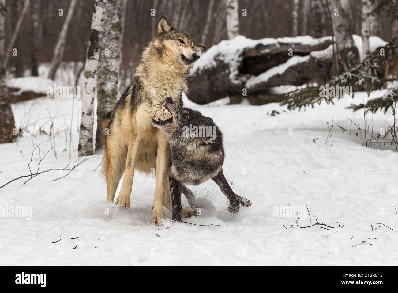 Black Phase Grey Wolf (Canis lupus) Snaps at Packmate Winter - captive ...