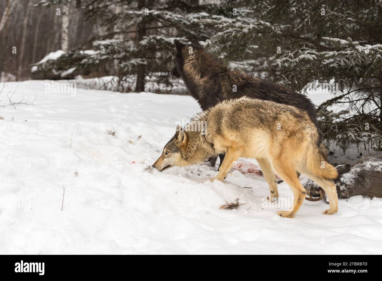 Grey Wolves (Canis lupus) Stand Looking and Sniffing Left Winter ...