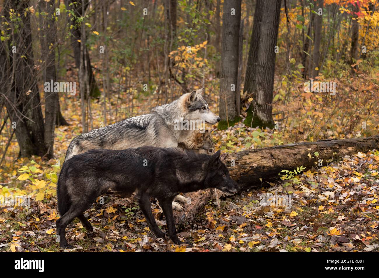 Wolf canis lupus trio hi-res stock photography and images - Alamy