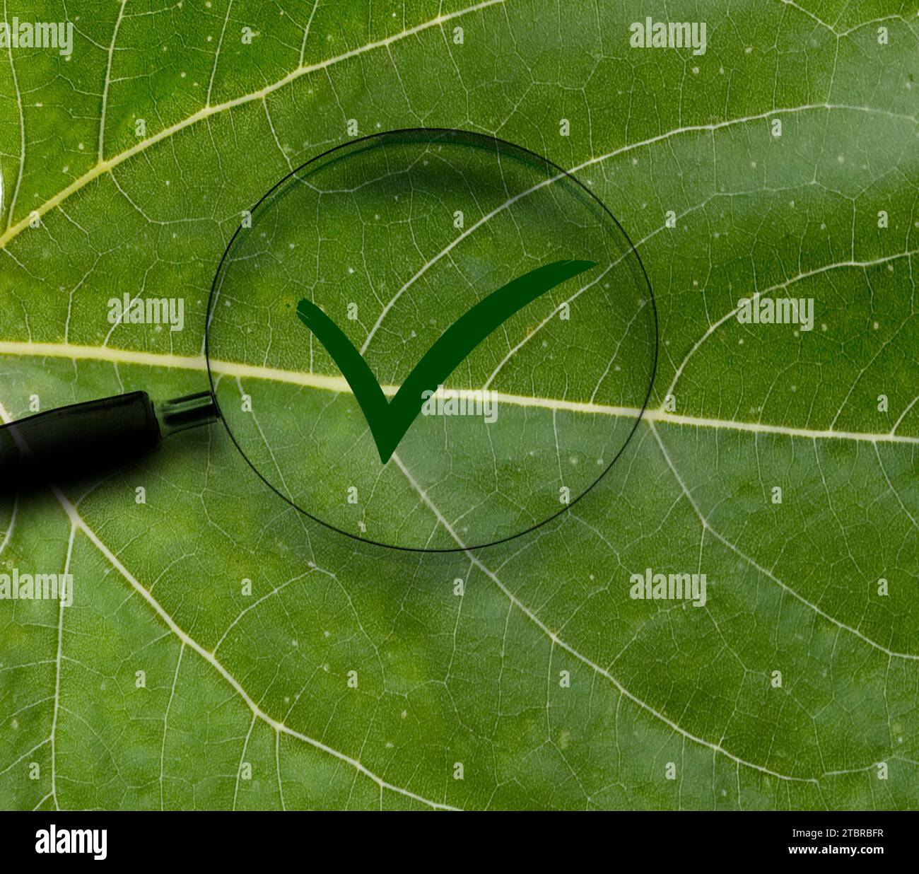 Magnifying glass with green ok sign hi-res stock photography and images ...