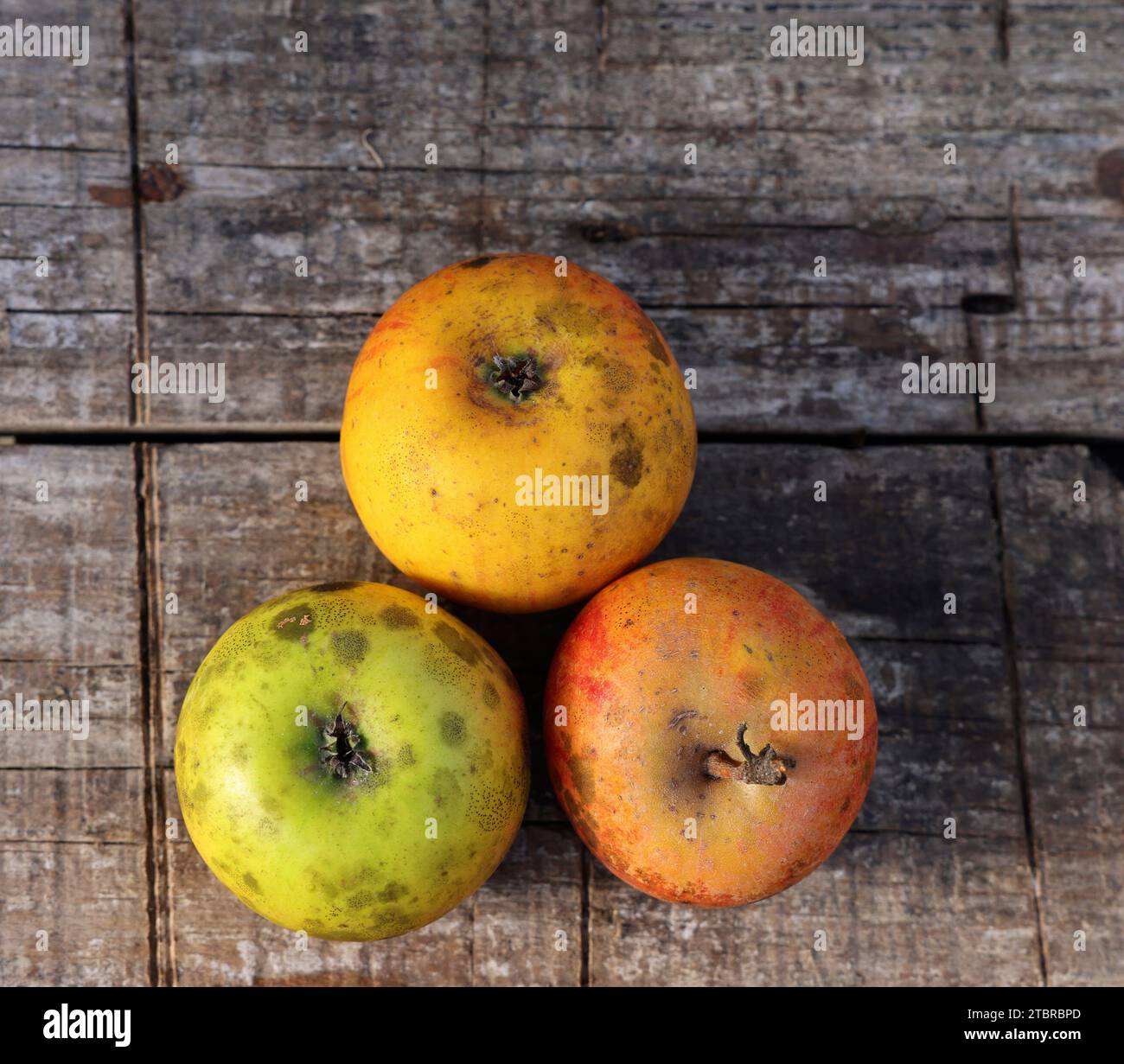 Old variety apples hi-res stock photography and images - Alamy