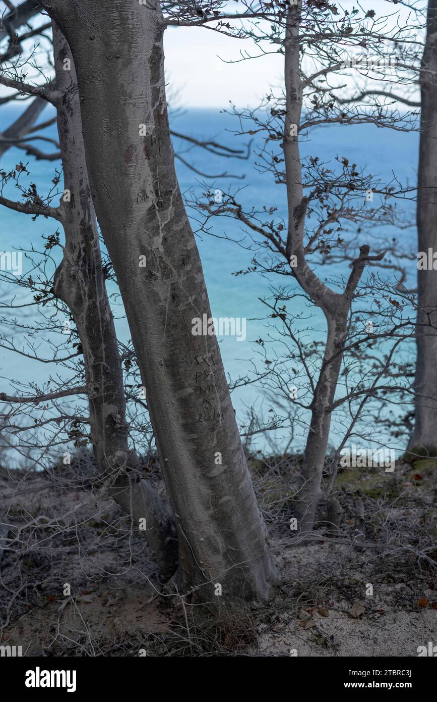 Beech and other deciduous trees on the mons klint cliffs hi-res stock ...