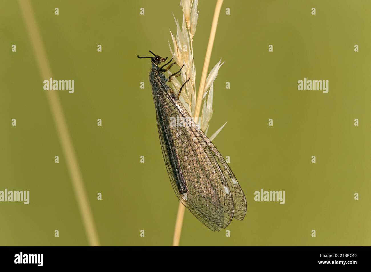 Common formicarius (Myrmeleon formicarius), Ovronnaz, Valais ...