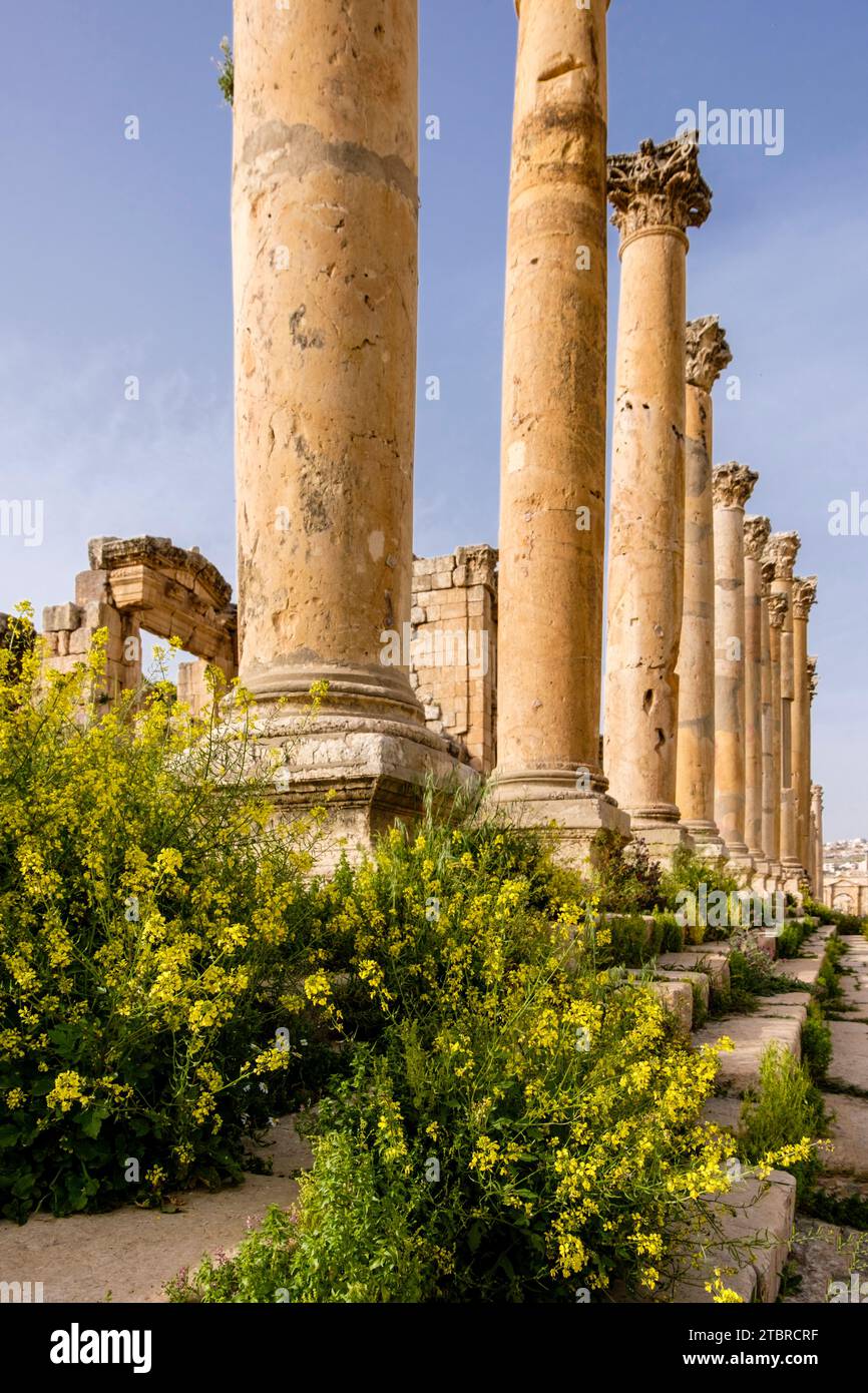 The ancient Roman city of Gerasa, Jerash in Jordan, Asia Stock Photo ...