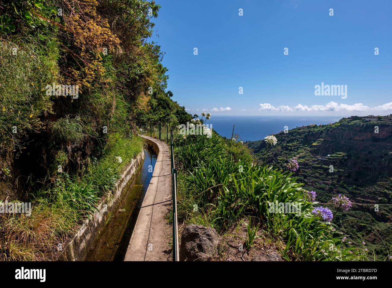 Levada nova with ornamental lilies hi-res stock photography and images ...