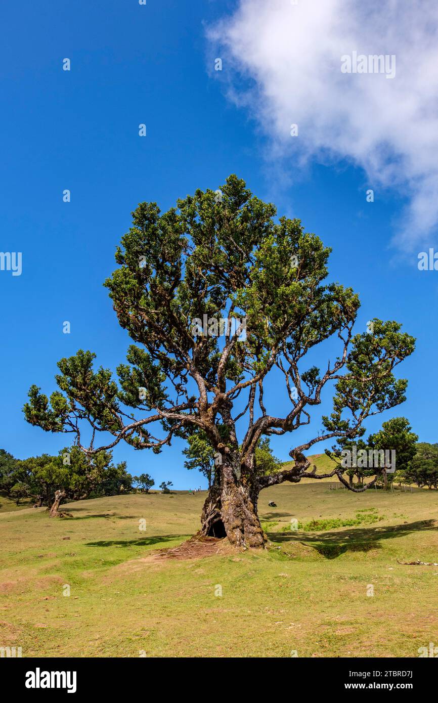 Laurel tree hi-res stock photography and images - Alamy