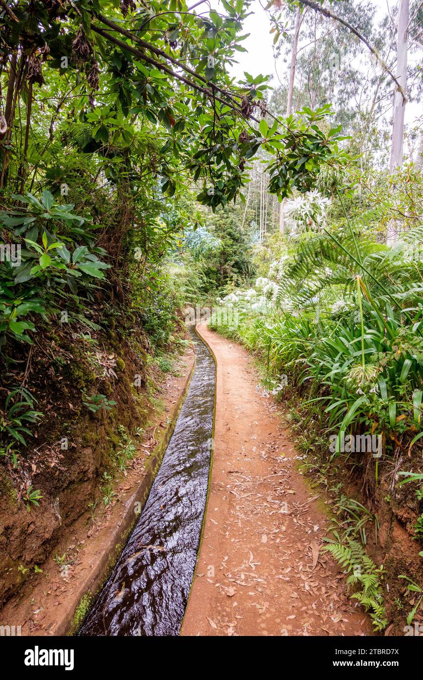 Levada do rei madeira hi-res stock photography and images - Alamy