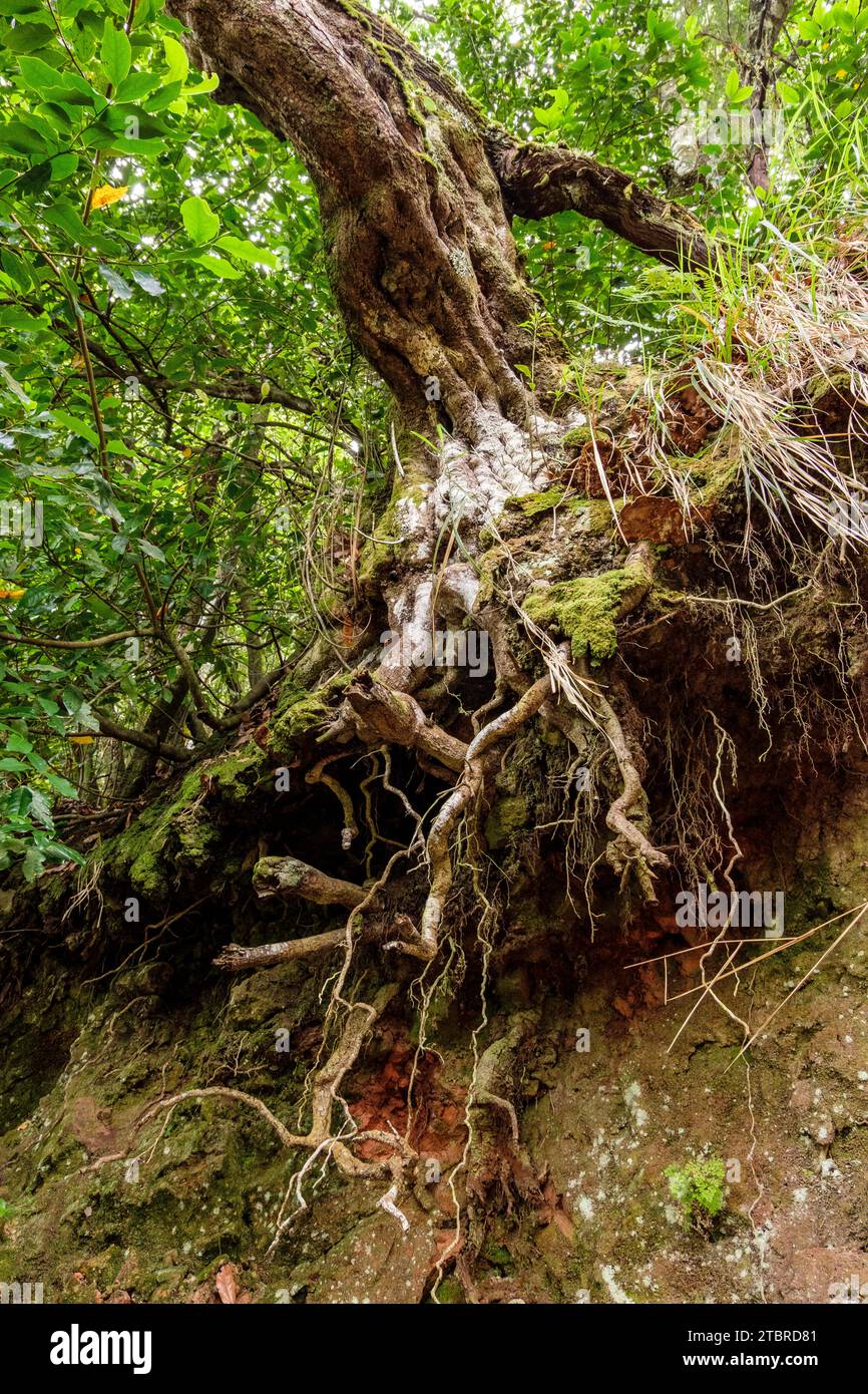 Tree roots, Madeira, Portugal, Europe Stock Photo - Alamy