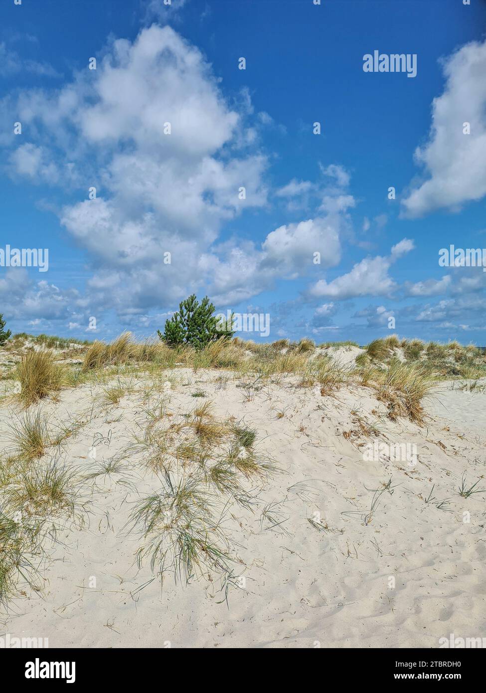 Germany, Mecklenburg-Western Pomerania, peninsula Fischland-Darß-Zingst ...