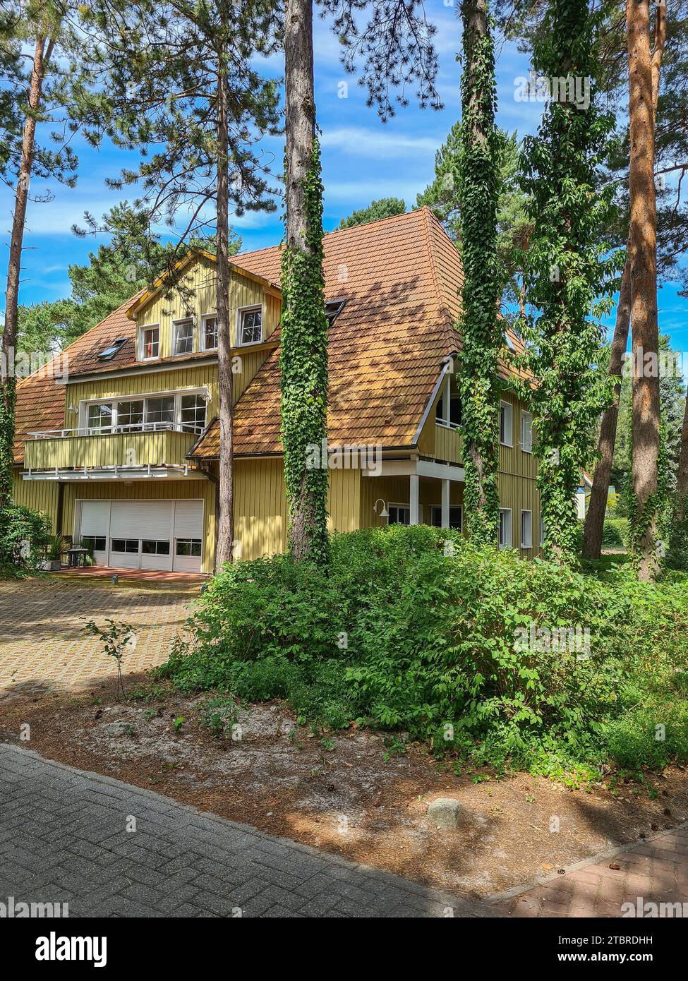 Beautiful shot typical forest hi-res stock photography and images - Alamy