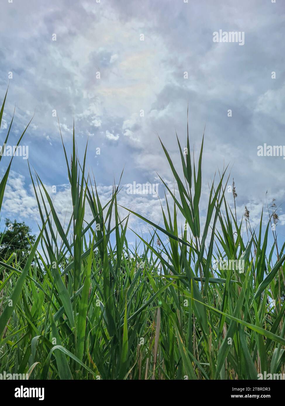 National park vorpommerische bodden landscape hi-res stock photography ...