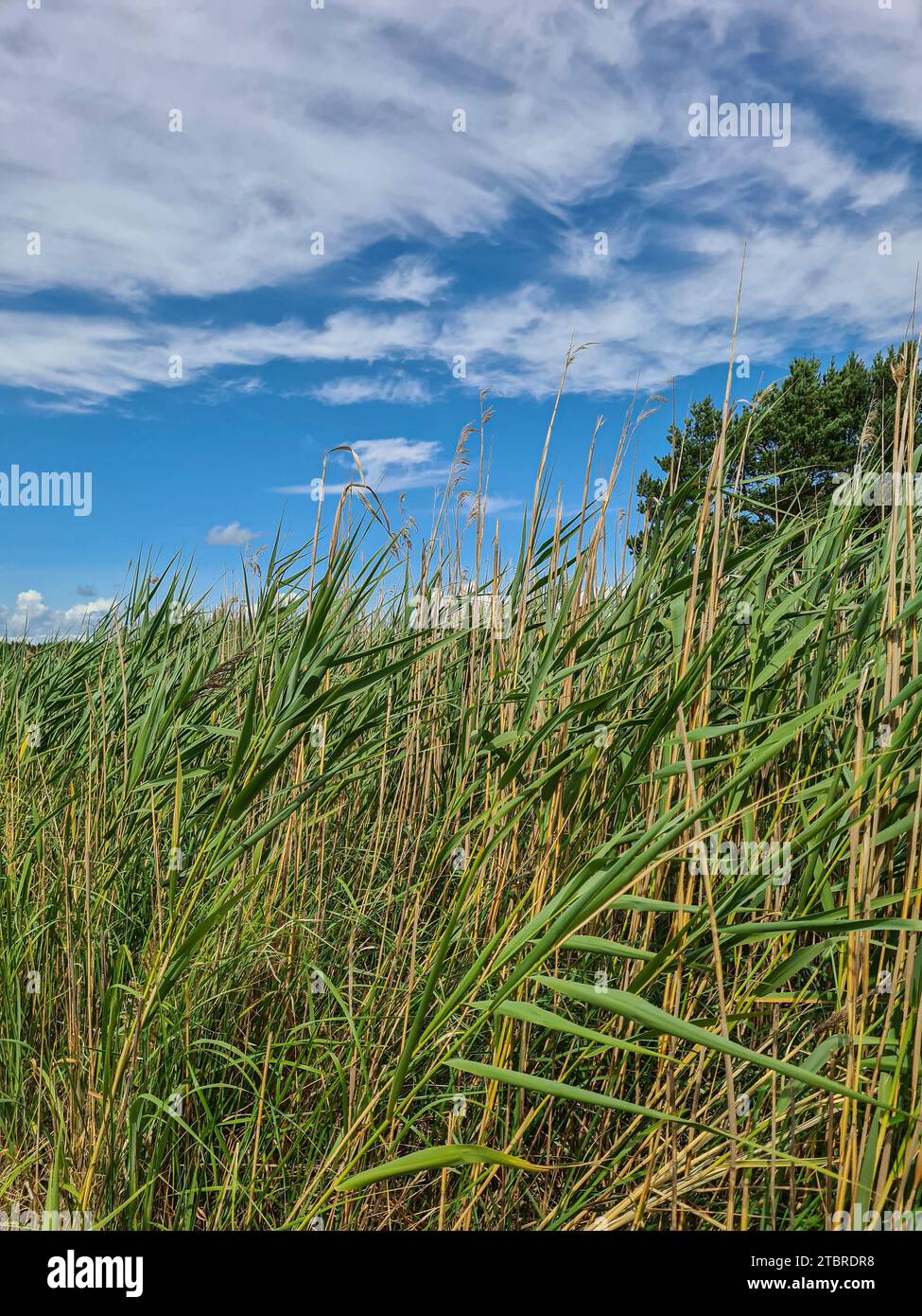 Germany, Mecklenburg-Western Pomerania, peninsula Fischland-Darß-Zingst ...