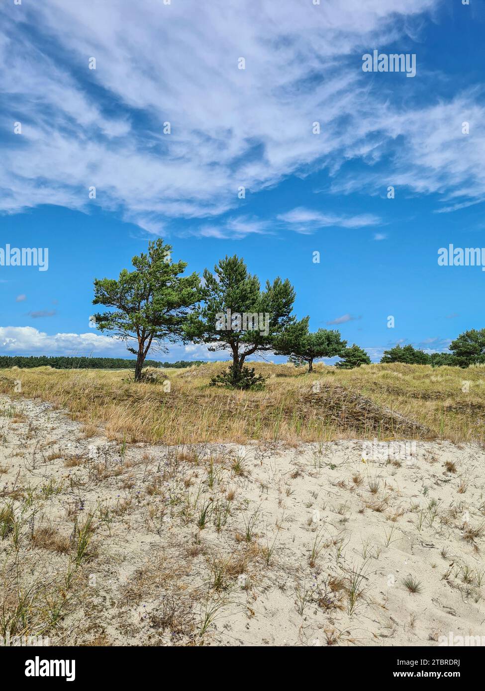 Germany, Mecklenburg-Western Pomerania, peninsula Fischland-Darß-Zingst ...