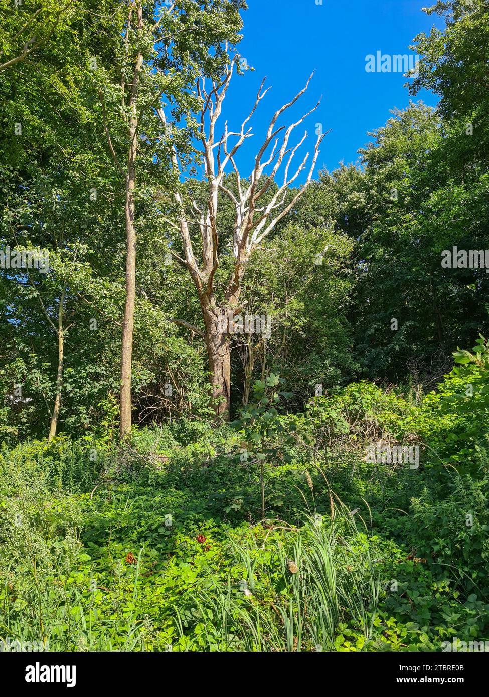 Germany, Mecklenburg-Western Pomerania, peninsula Fischland-Darß-Zingst ...