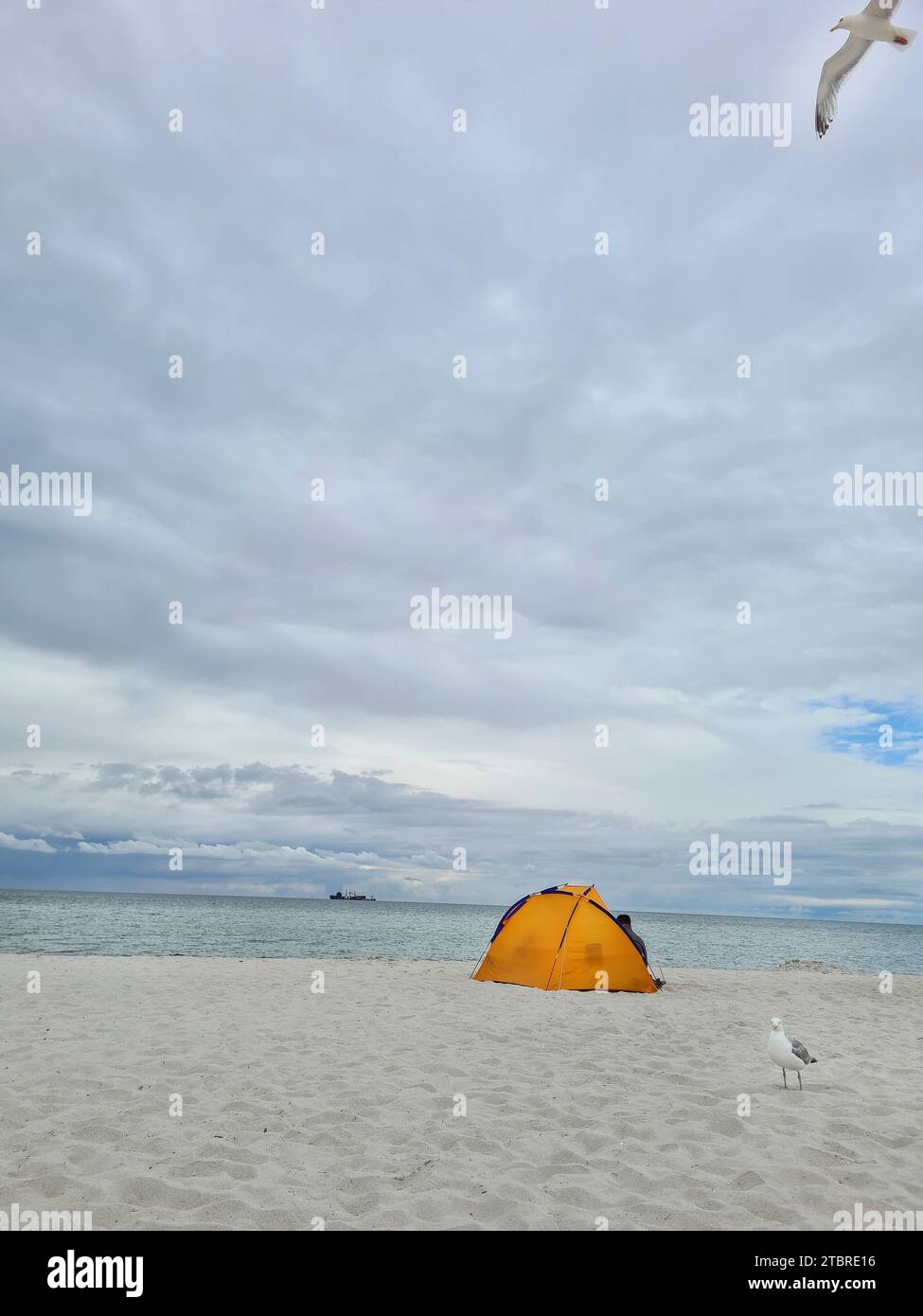 Germany, Mecklenburg-Western Pomerania, peninsula Fischland-Darß-Zingst ...