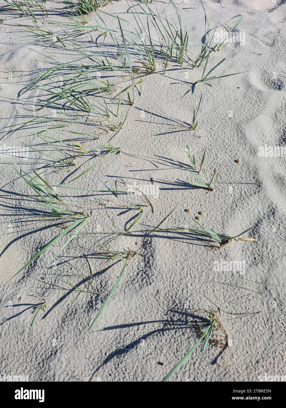 Germany, Mecklenburg-Western Pomerania, peninsula Fischland-Darß-Zingst ...