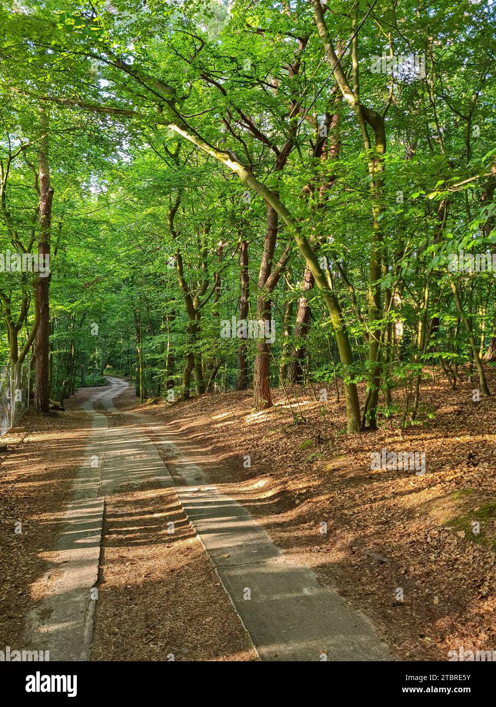 Germany, Mecklenburg-Western Pomerania, peninsula Fischland-Darß-Zingst ...