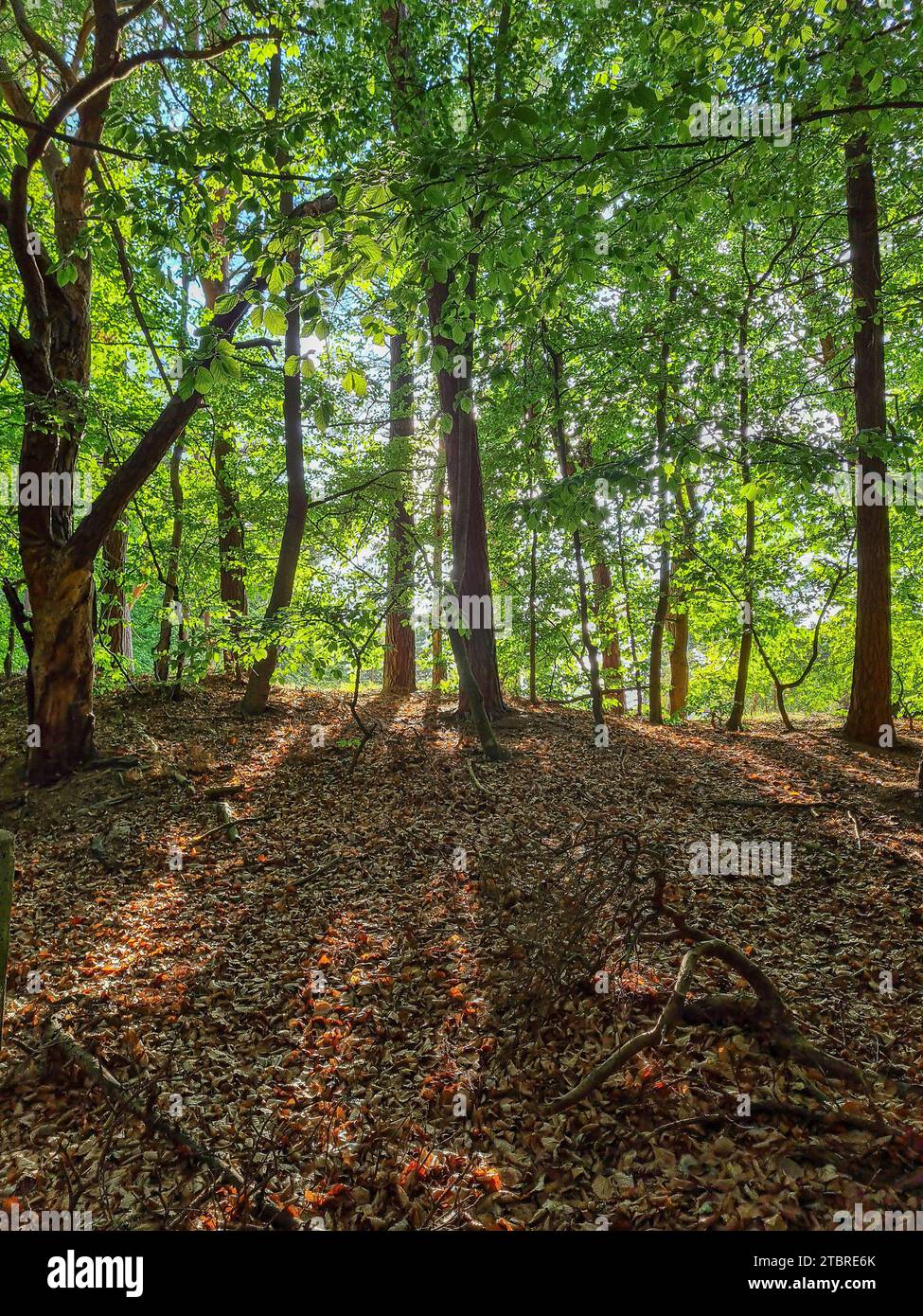 Germany, Mecklenburg-Western Pomerania, peninsula Fischland-Darß-Zingst ...