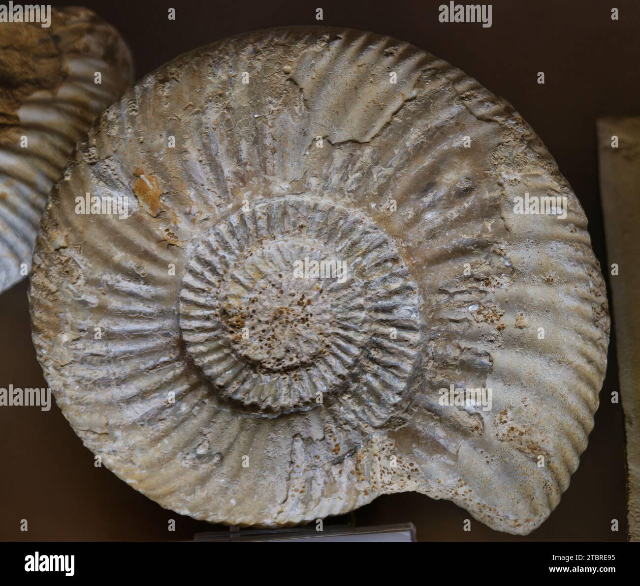 old fossil natural history of the earth ancient patterns paleontology ...