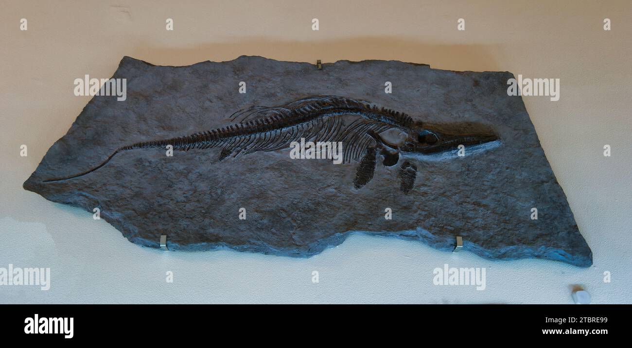 old fossil natural history of the earth ancient patterns paleontology ...
