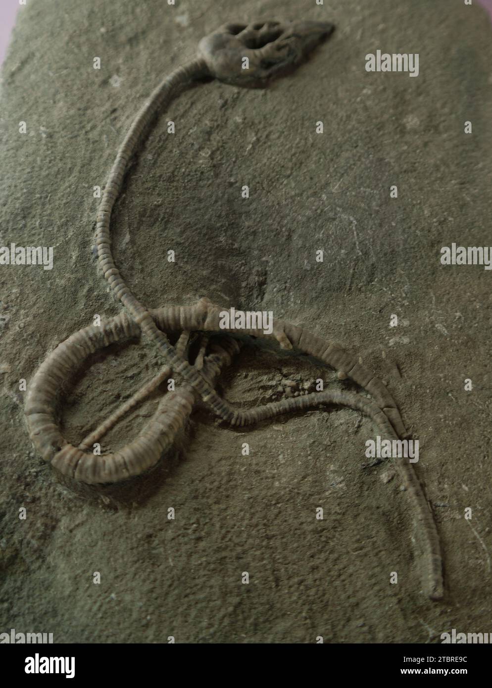 old fossil natural history of the earth ancient patterns paleontology ...