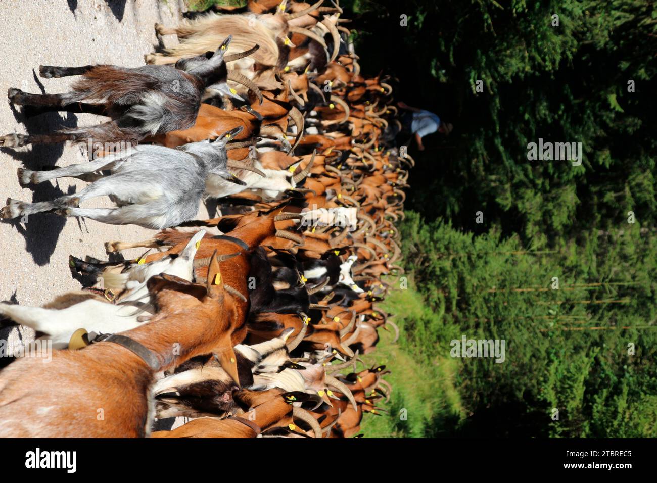 Herd of goats, forest road, Abtrieb, Almabtrieb, mountain, edge of ...