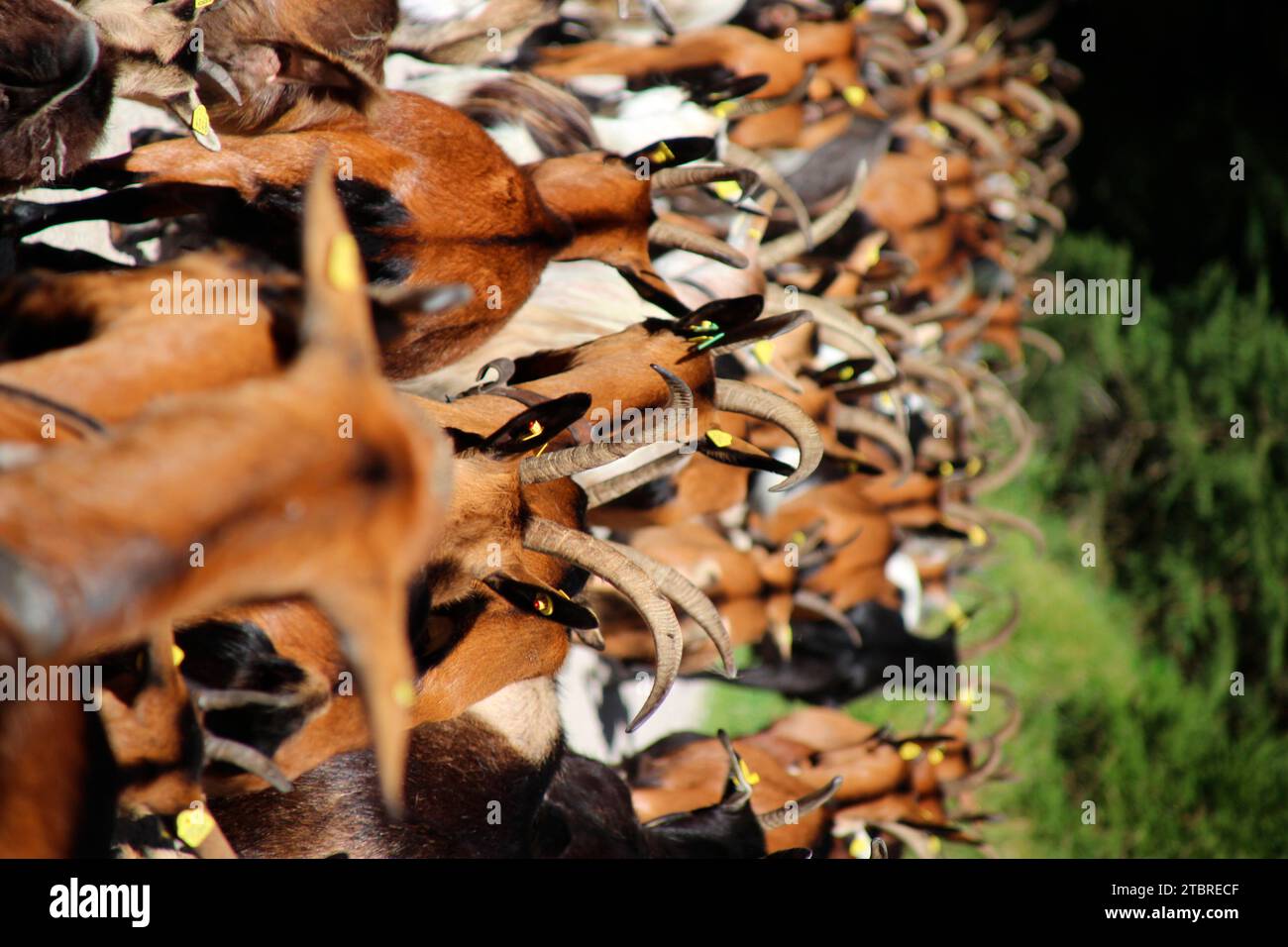 Herd of goats, forest road, Abtrieb, Almabtrieb, mountain, edge of ...