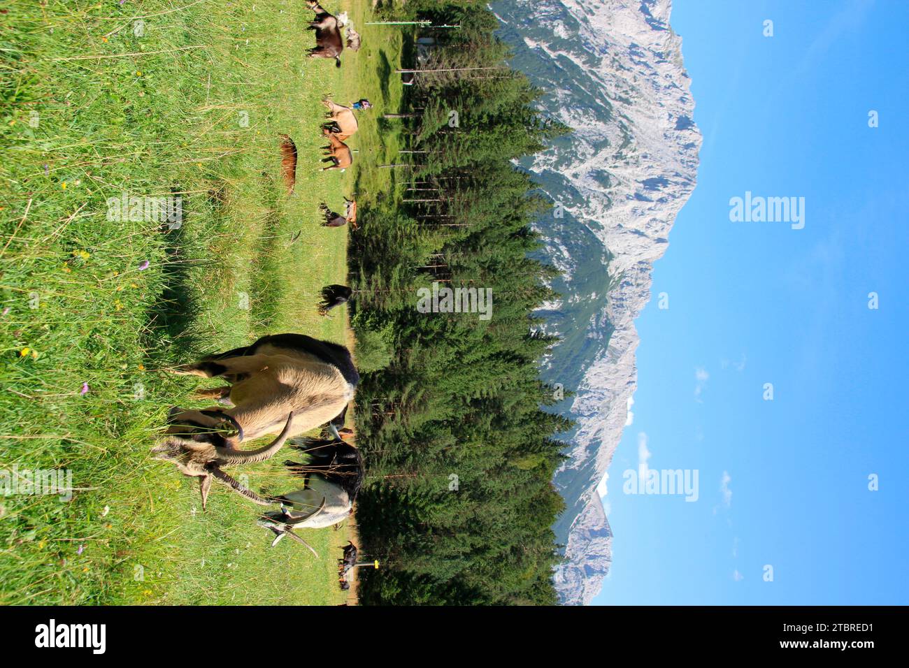Passeier mountain goat hi-res stock photography and images - Alamy