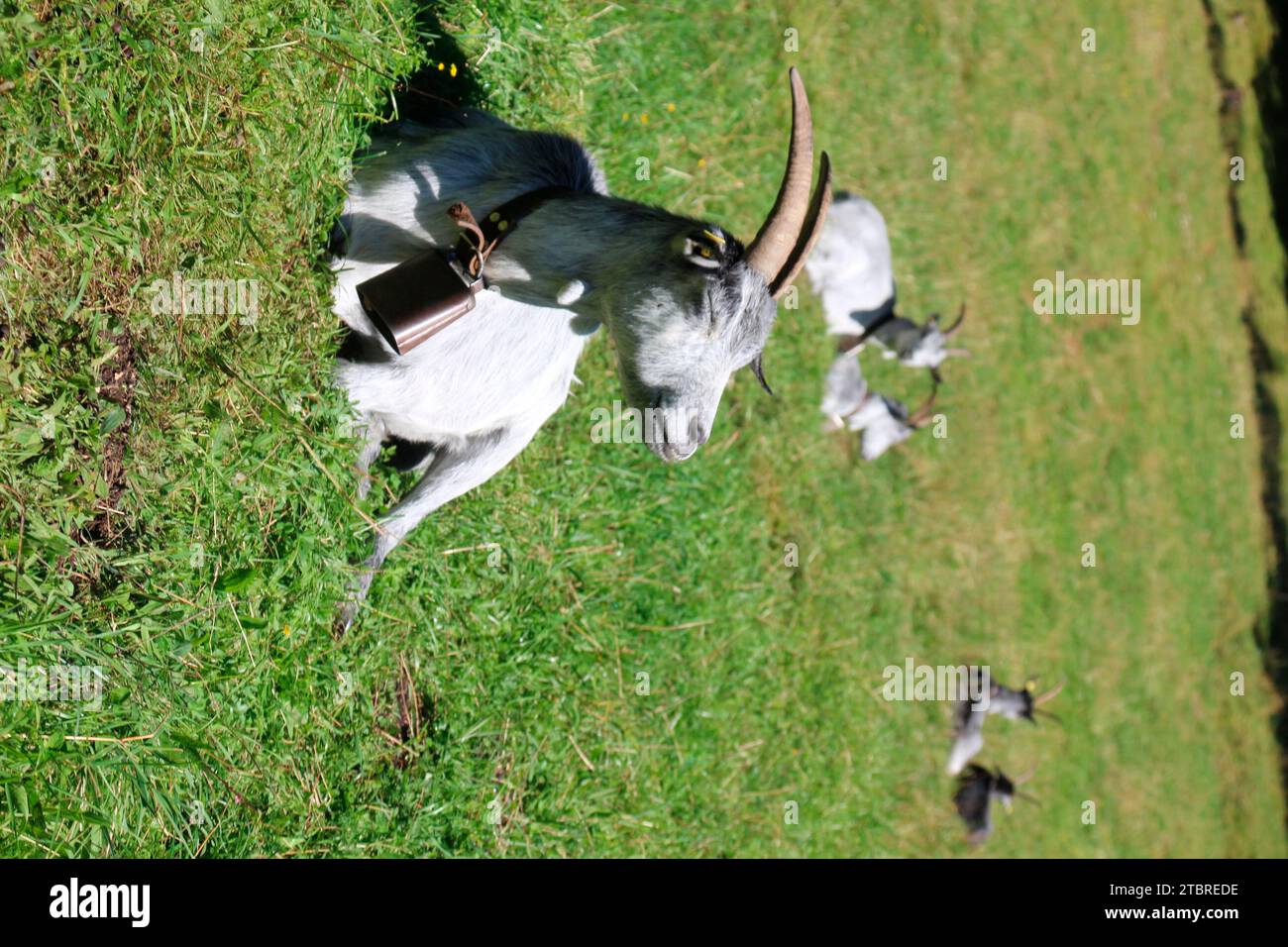 Goat and milk sheep association hi-res stock photography and images - Alamy