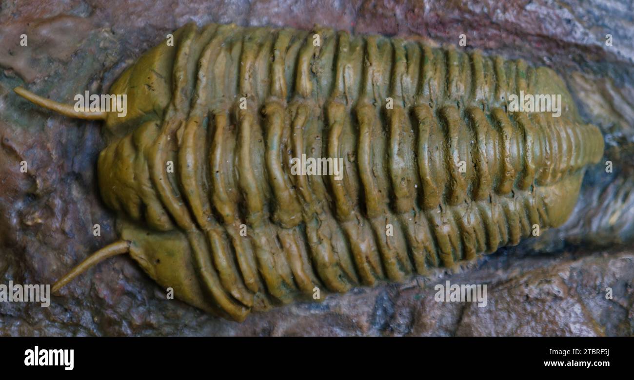 old fossil natural history of the earth ancient patterns paleontology ...