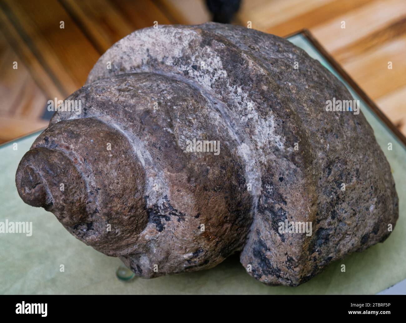 old fossil natural history of the earth ancient patterns paleontology ...