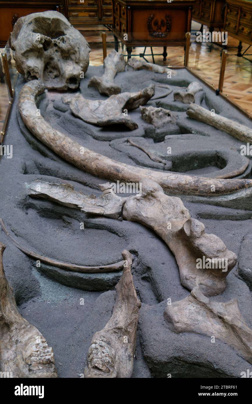 old fossil natural history of the earth ancient patterns paleontology ...