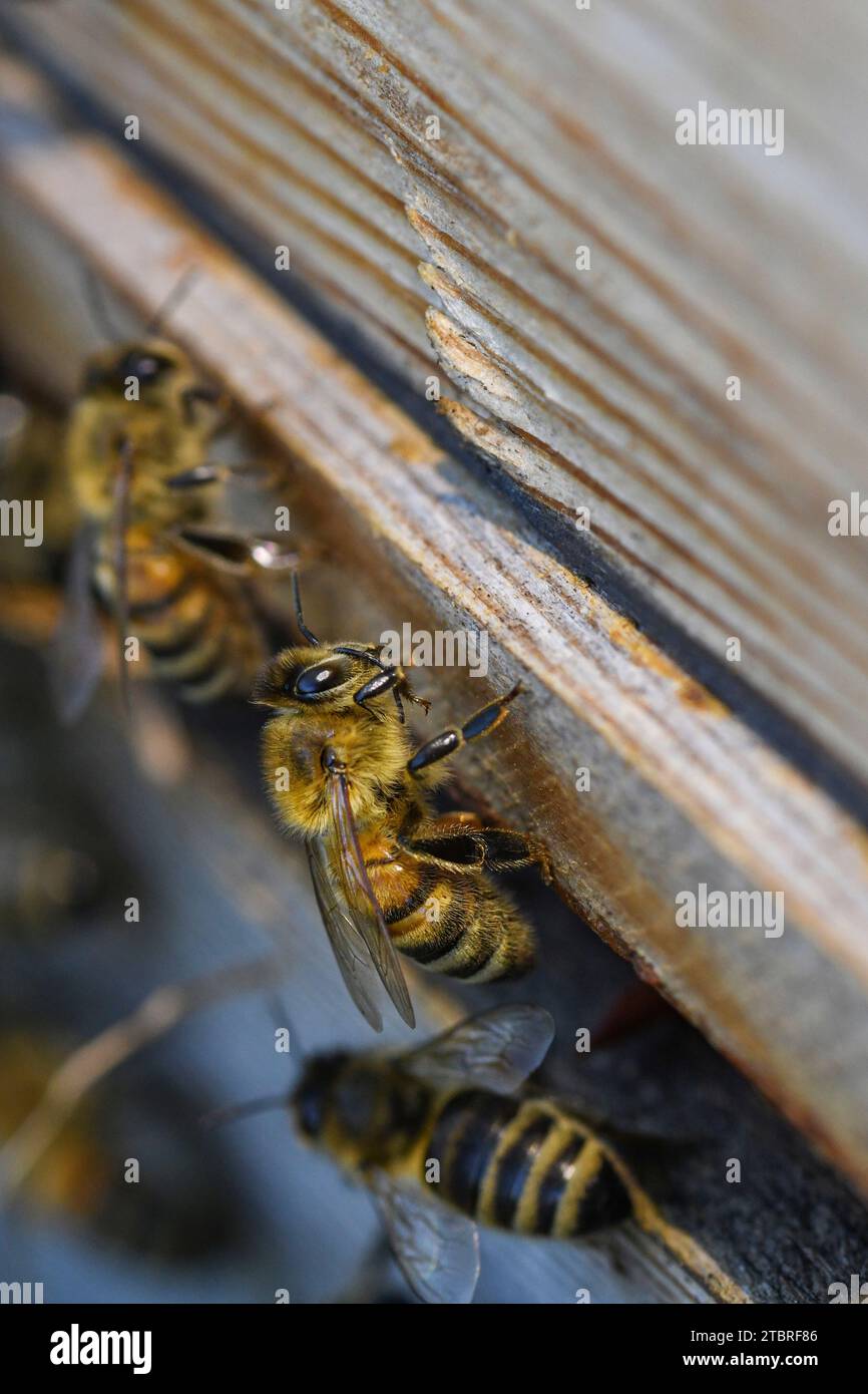 Western honey bees, Apis mellifera, beehive Stock Photo - Alamy