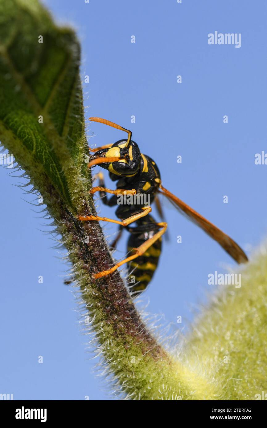 Wasp on a plant Stock Photo - Alamy