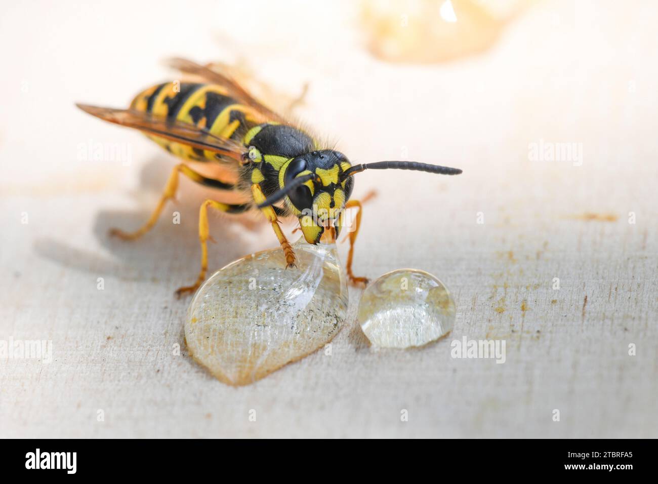 Wasp drinking from a drop of water Stock Photo - Alamy