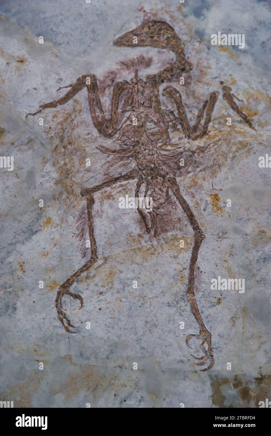 old fossil natural history of the earth ancient patterns paleontology ...