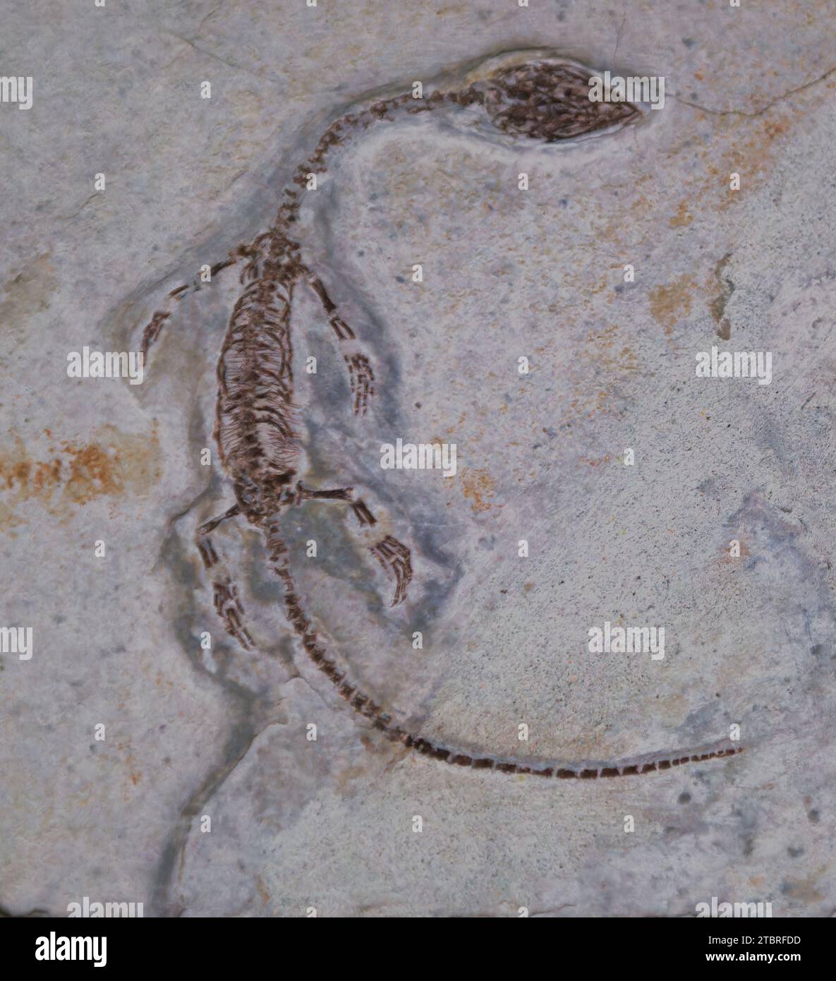 old fossil natural history of the earth ancient patterns paleontology ...