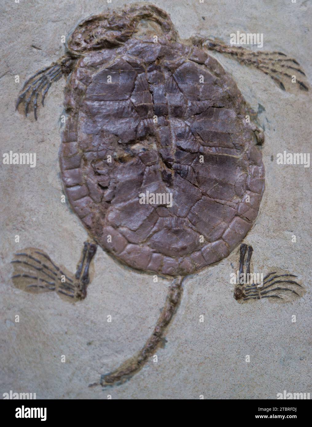 old fossil natural history of the earth ancient patterns paleontology ...