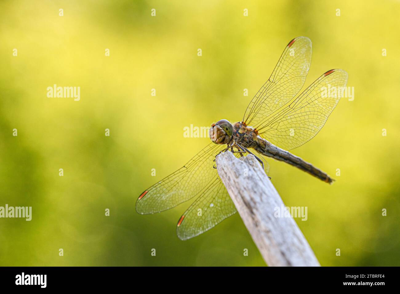 Large dragonfly, Sympetrum striolatum Stock Photo - Alamy