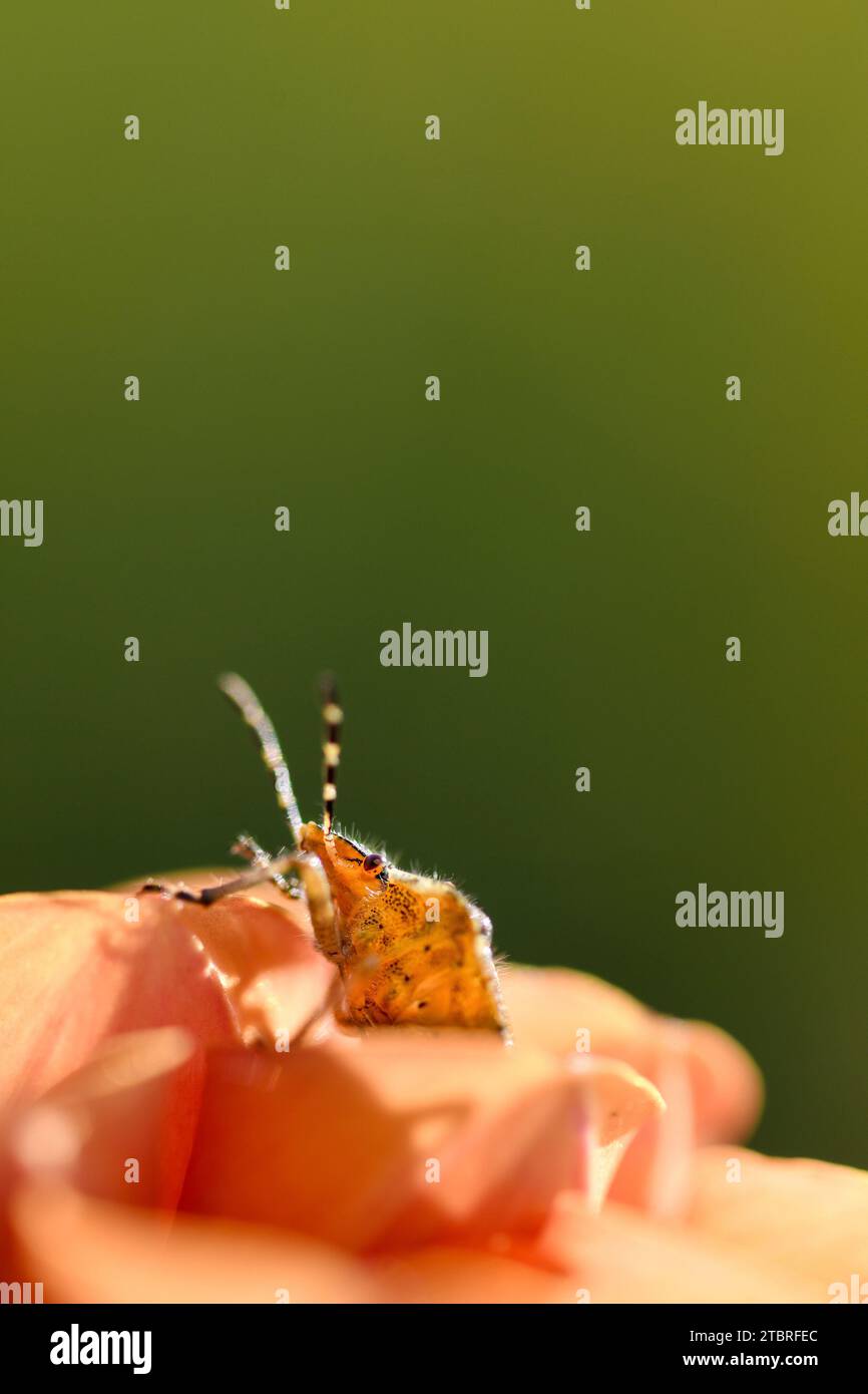 sloe shield bug, Dolycoris baccarum Stock Photo - Alamy