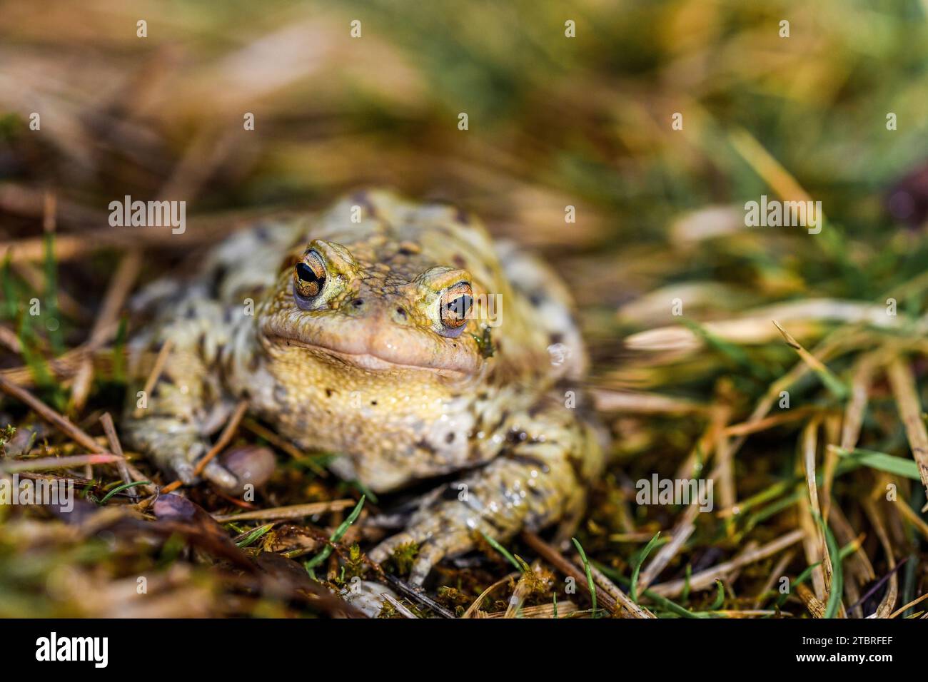 Common toad, Bufo bufo Stock Photo - Alamy