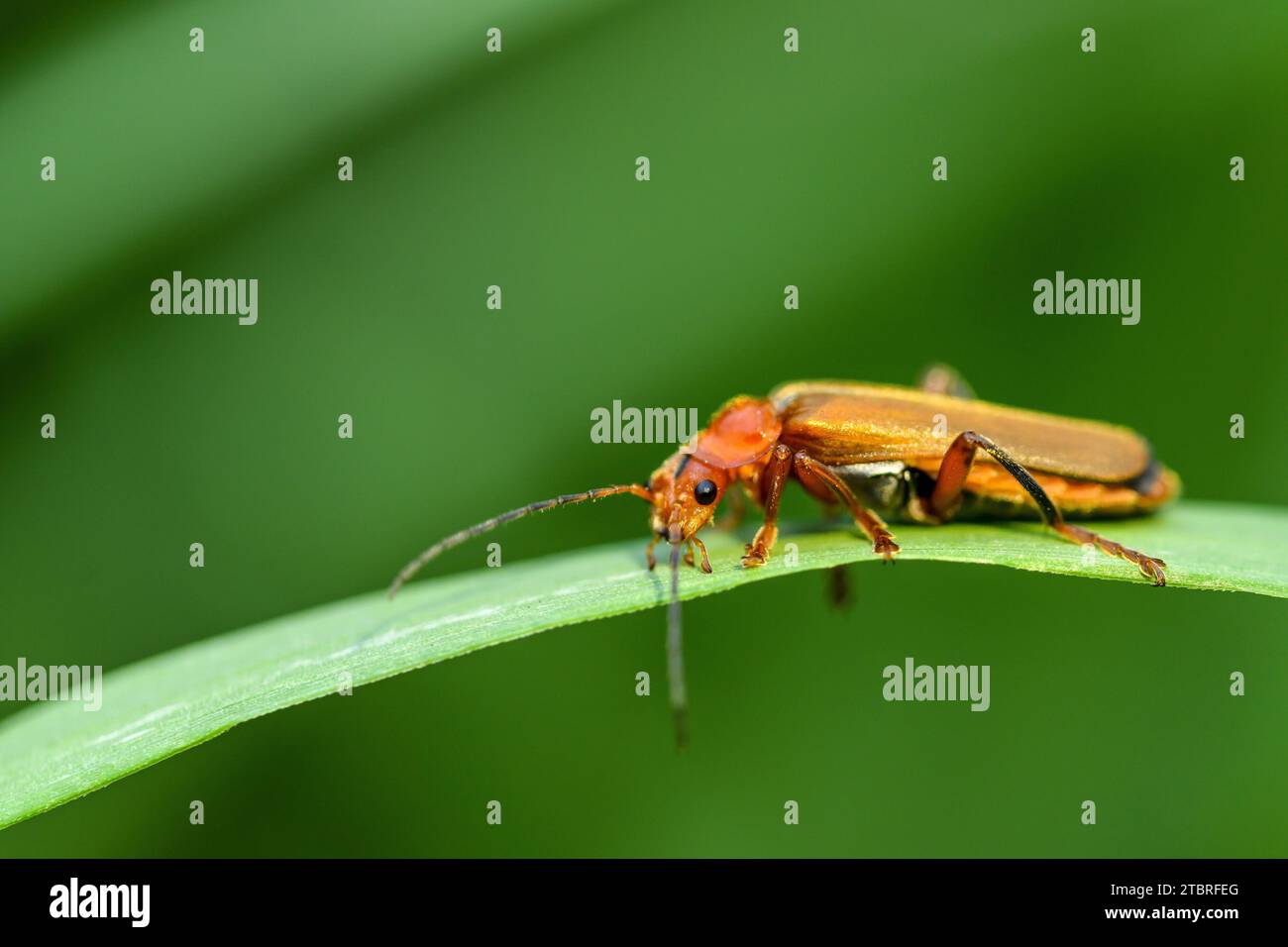 Red soldier beetle hi-res stock photography and images - Alamy